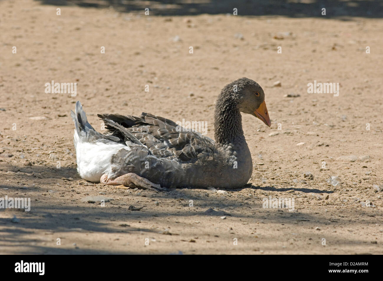 My fat goose hi-res stock photography and images - Alamy