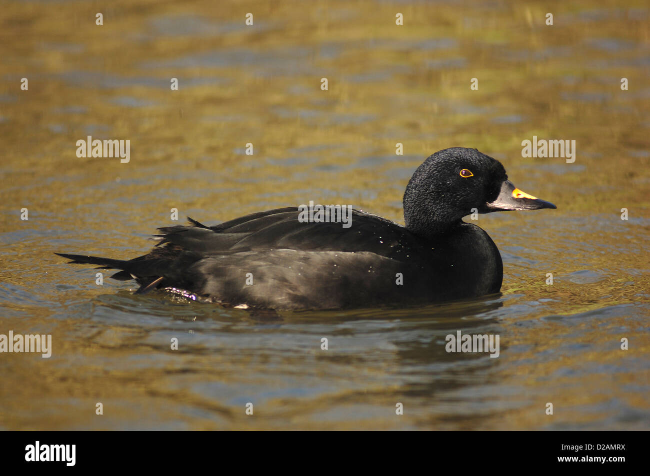 A male common scoter duck Stock Photo - Alamy