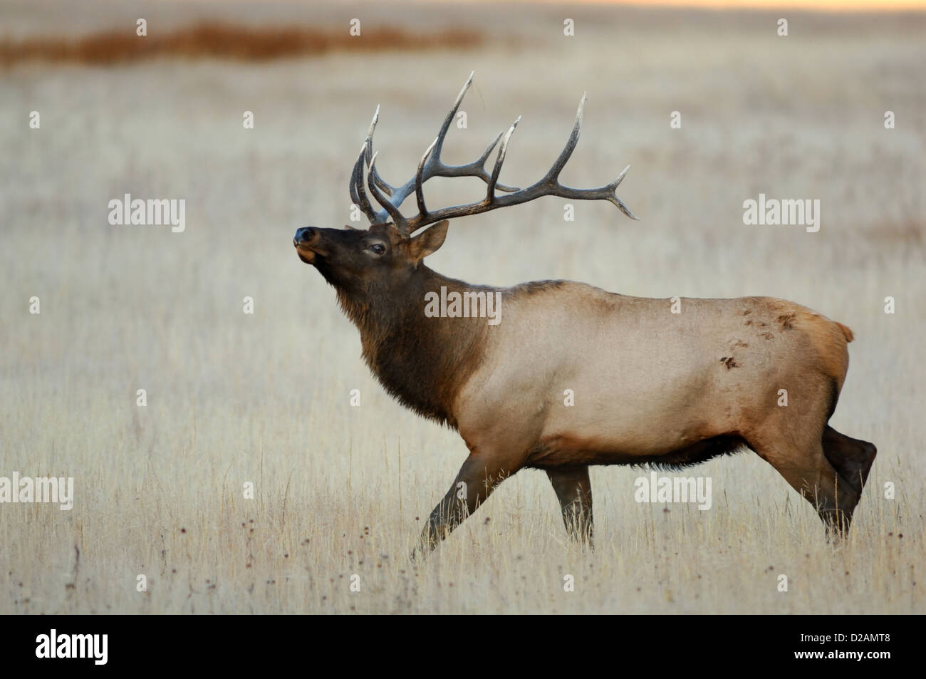 Elk mating hi-res stock photography and images - Alamy