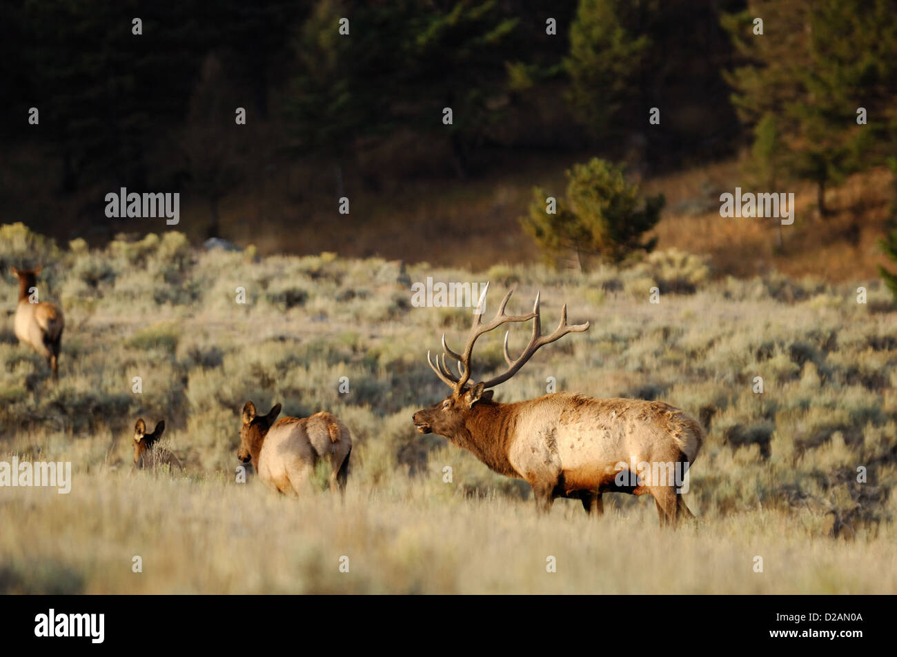 Bull elk (Cervus canadensis) with females during the fall rutting ...