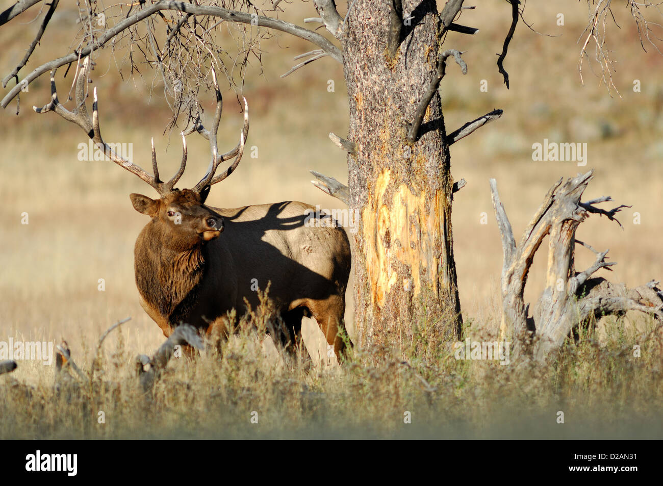 Bull elk cervus canadensis hi-res stock photography and images - Alamy