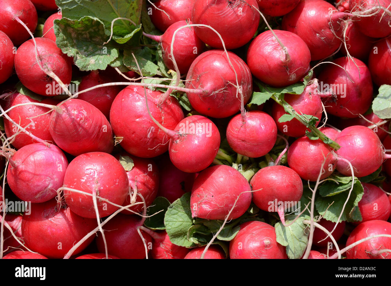 Crunchy radish hi-res stock photography and images - Alamy