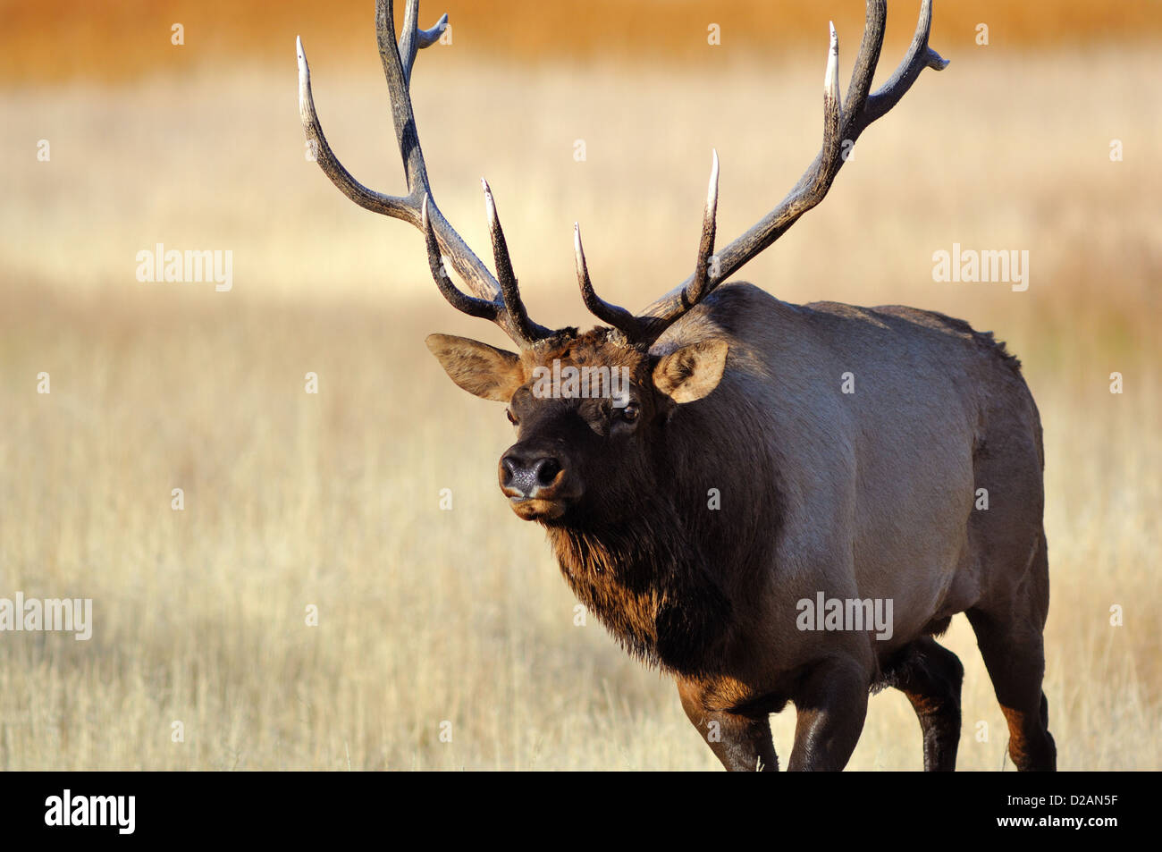 Elk mating hi-res stock photography and images - Alamy