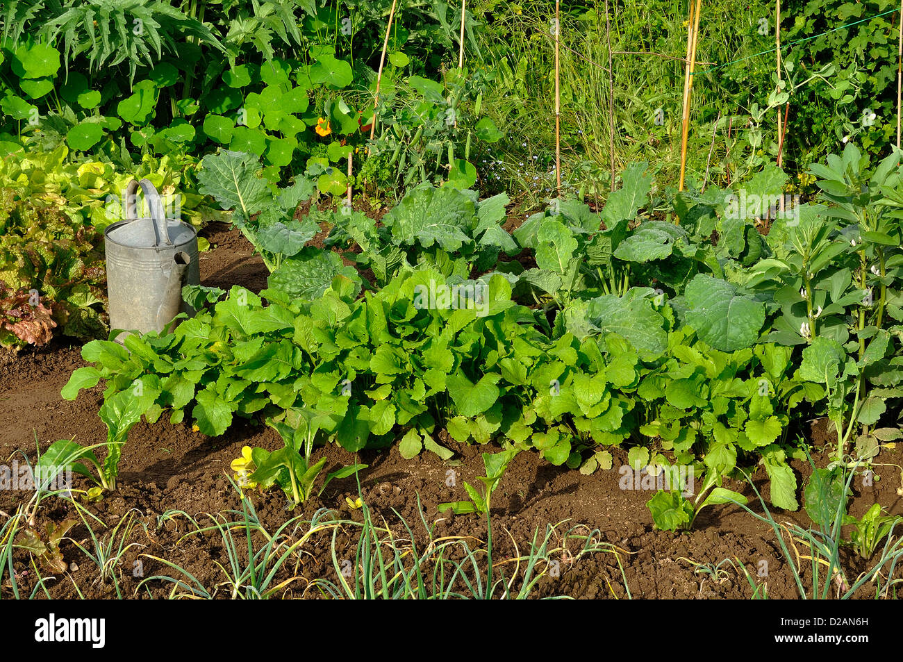 Vegetable garden, in june : allotments of turnips (Brassica rapa ...