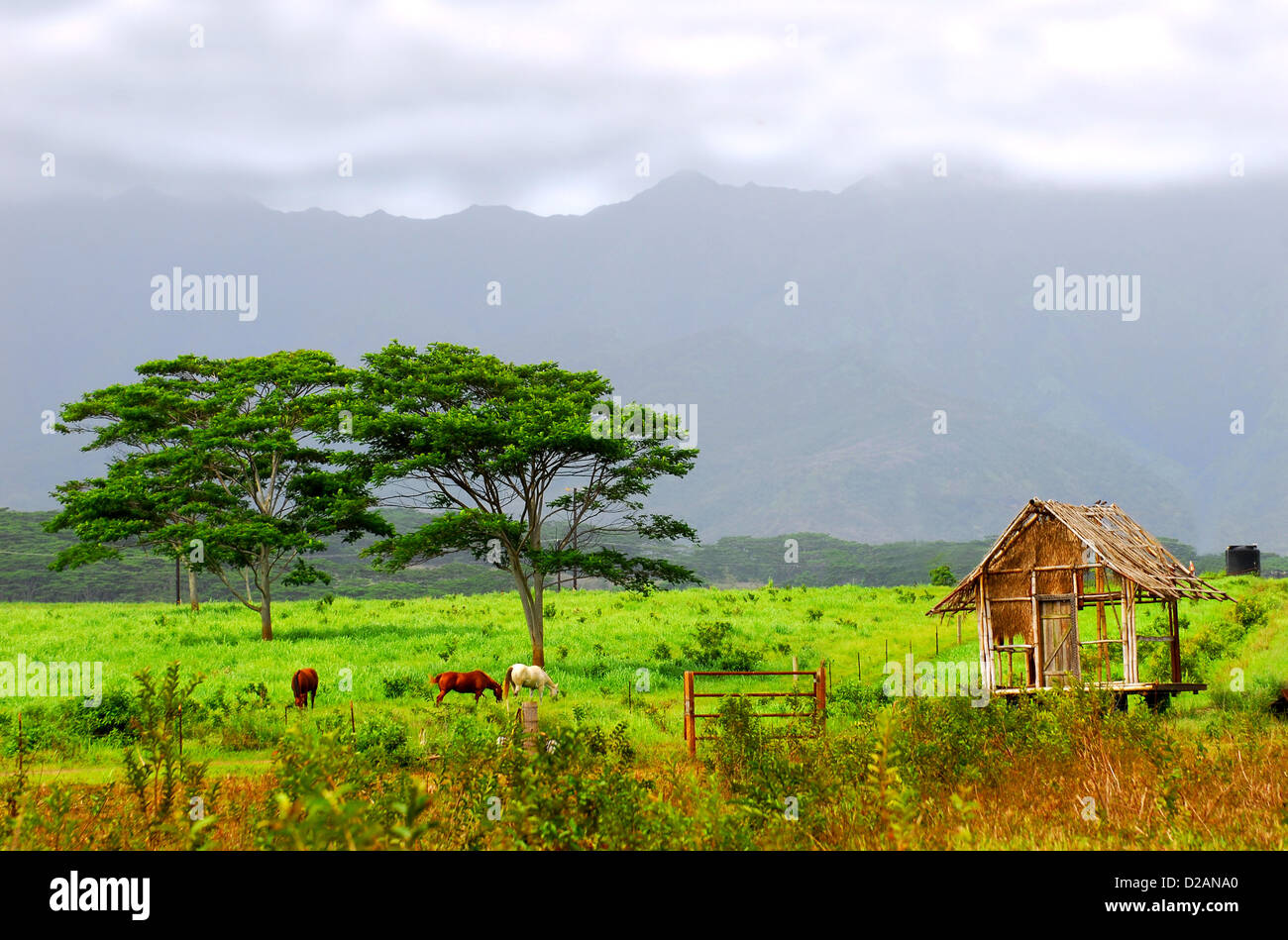 Several horses feeding on a ranch in Kauai Hawaii Stock Photo - Alamy
