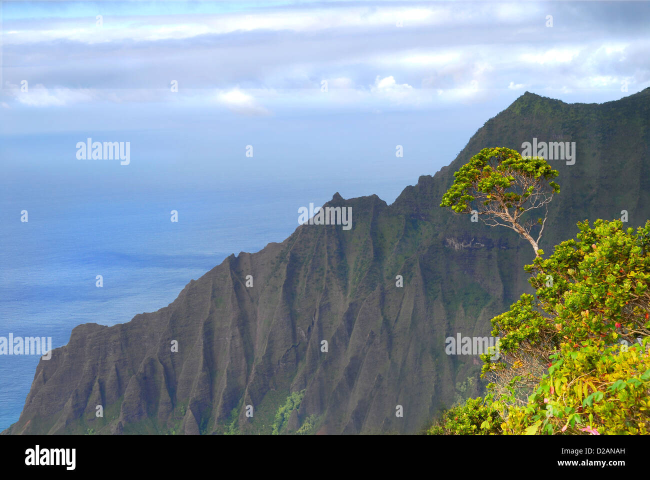 Tree growing on the cliffs of the Na Pali coast of Kauai Hawaii Stock ...