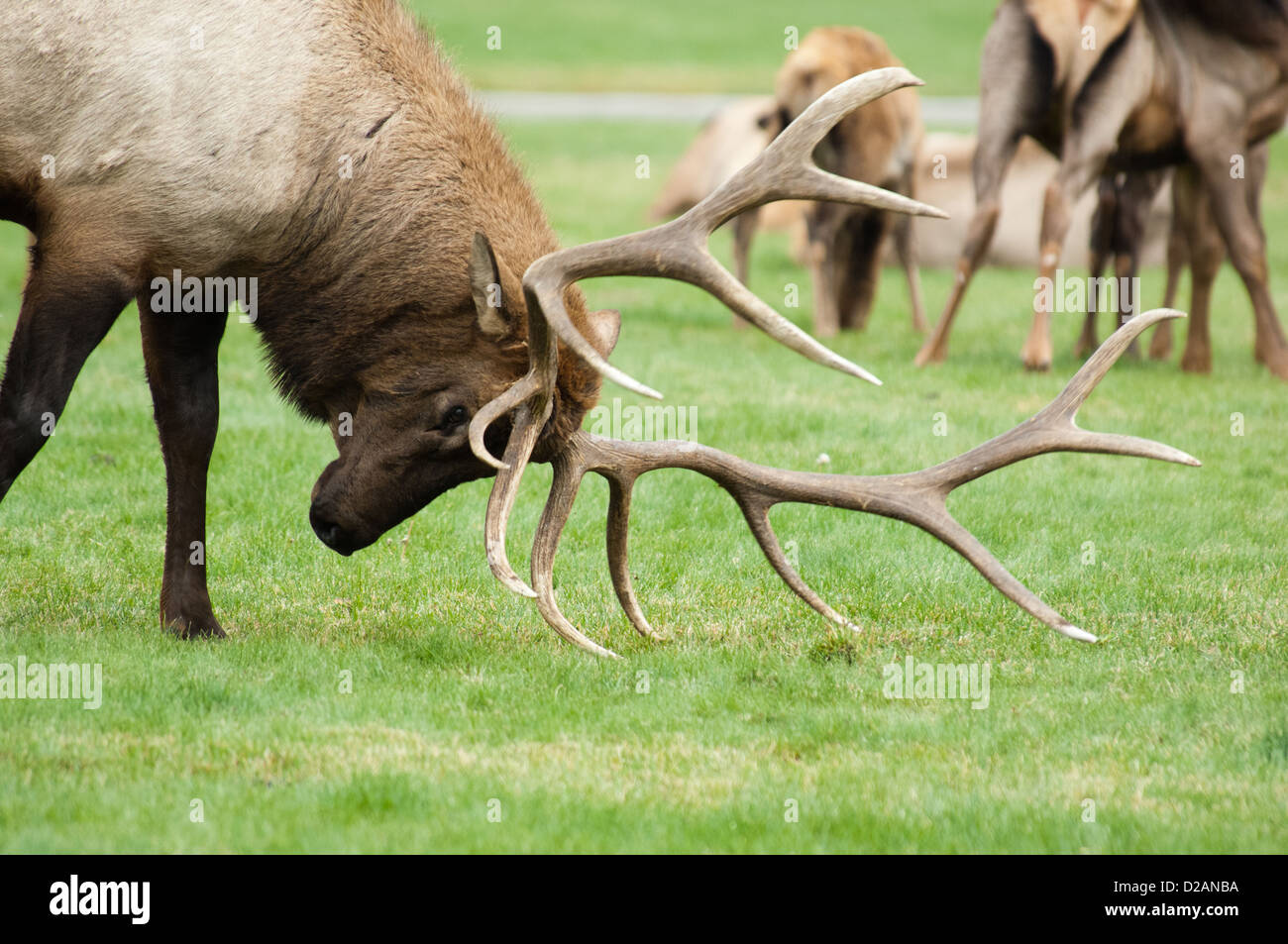 Rutting bull elk (Cervus canadensis) showing aggression at Mammoth Hot ...