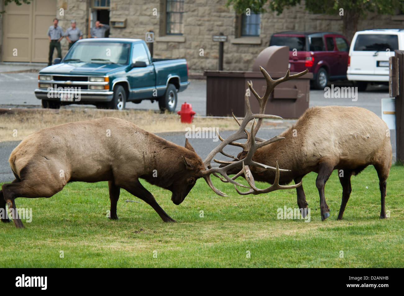 Two bull elk (Cervus canadensis) fighting during the rutting season ...