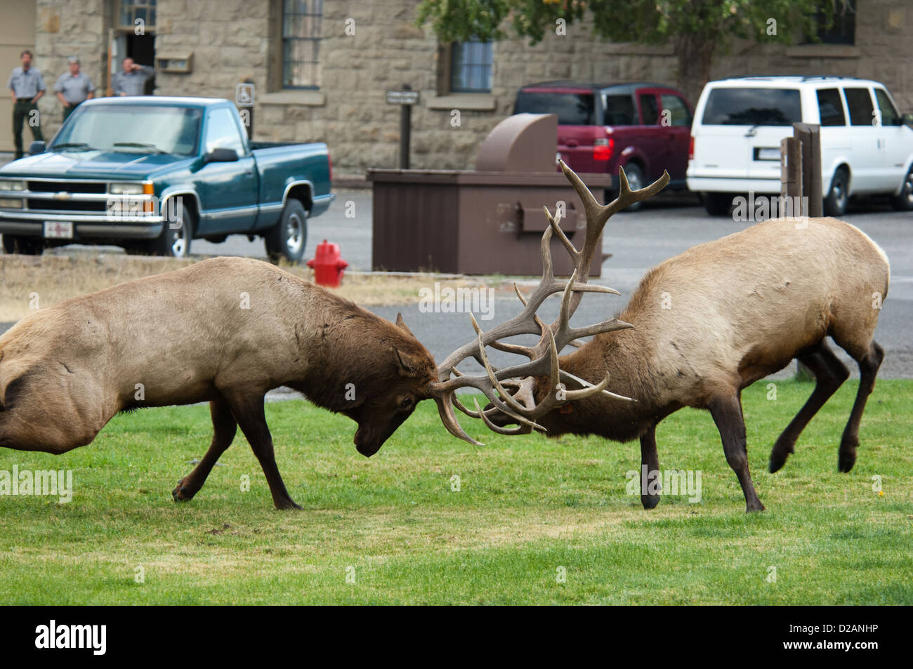 Two bull elk (Cervus canadensis) fighting during the rutting season ...