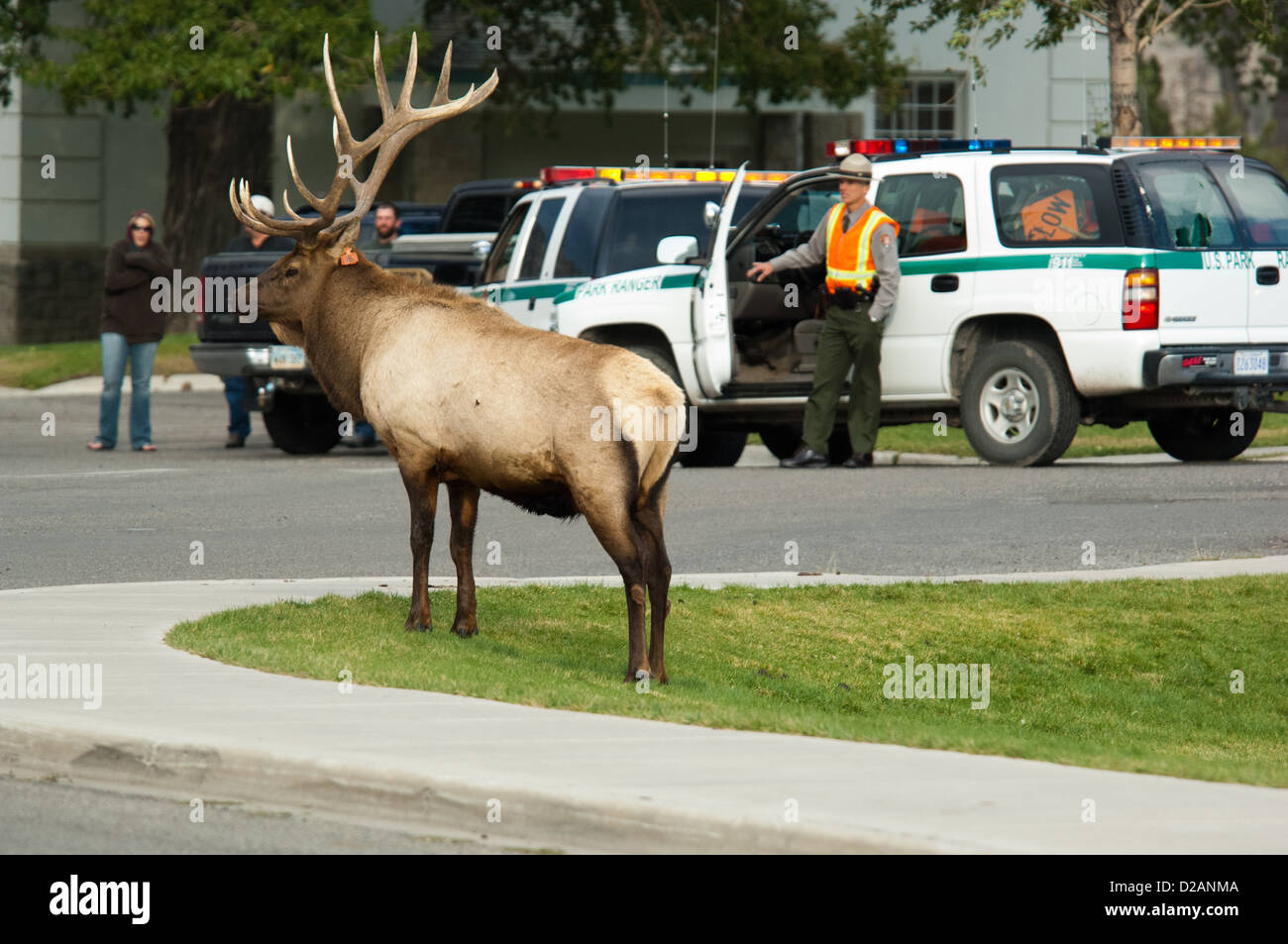 Yellowstone park rangers hi-res stock photography and images - Alamy