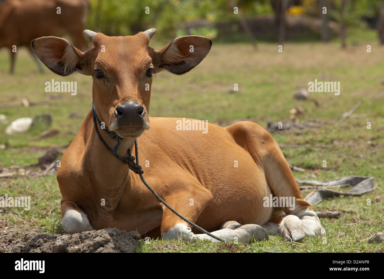 Calf lying grass cow hi-res stock photography and images - Alamy