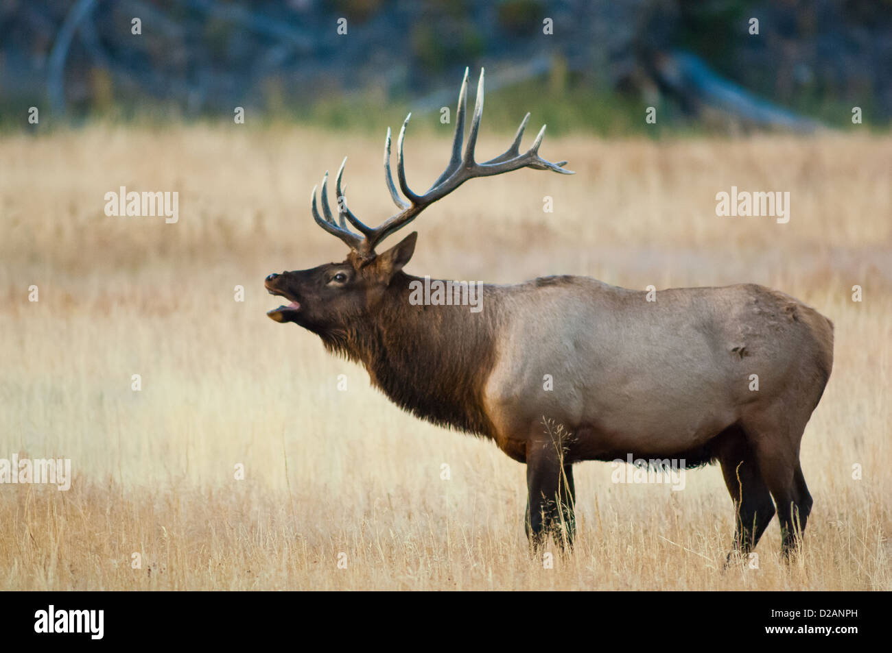 Bull elk (Cervus canadensis) bugling during the fall rutting season ...