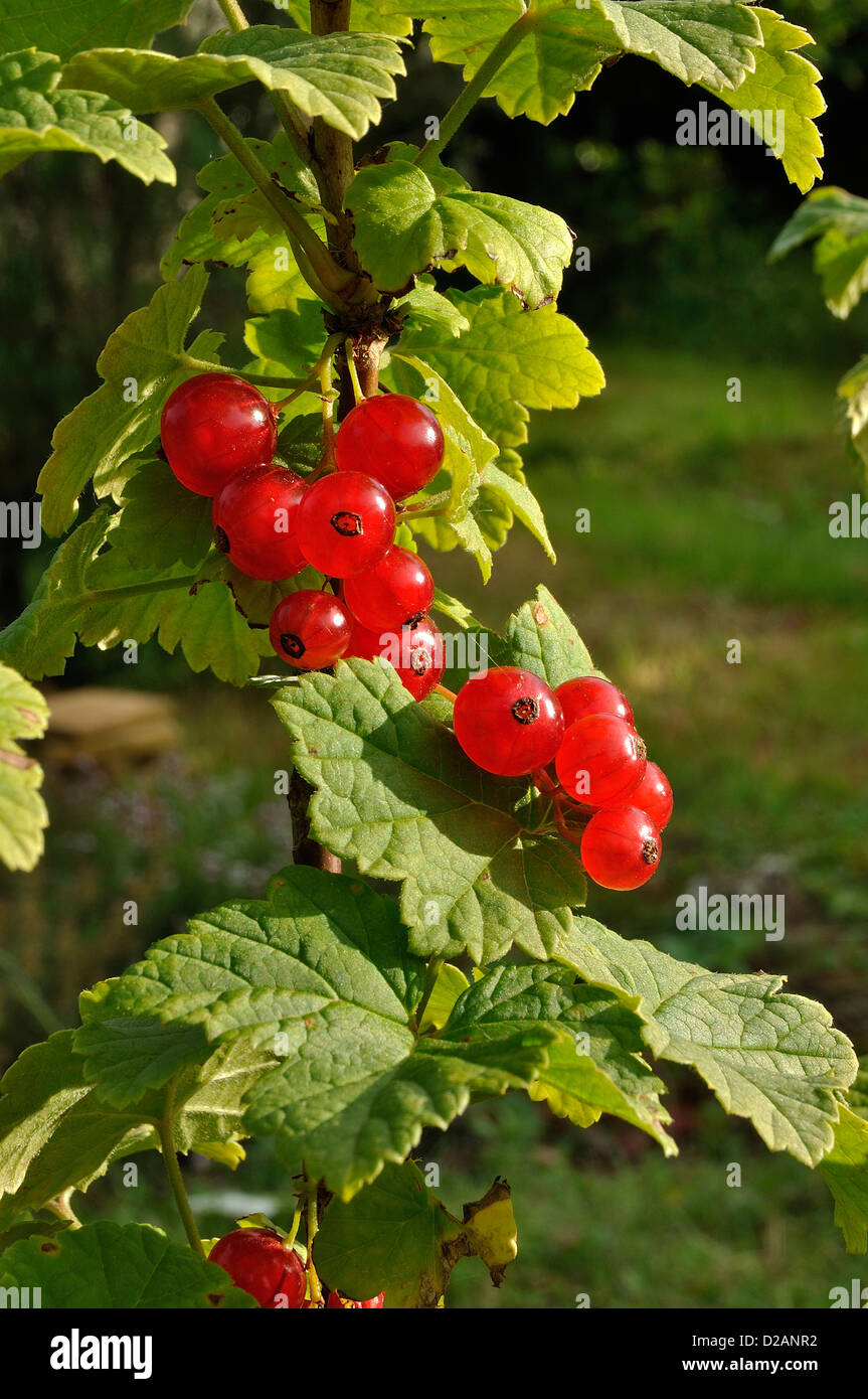Red currants (Ribes rubrum) in the bush Stock Photo - Alamy