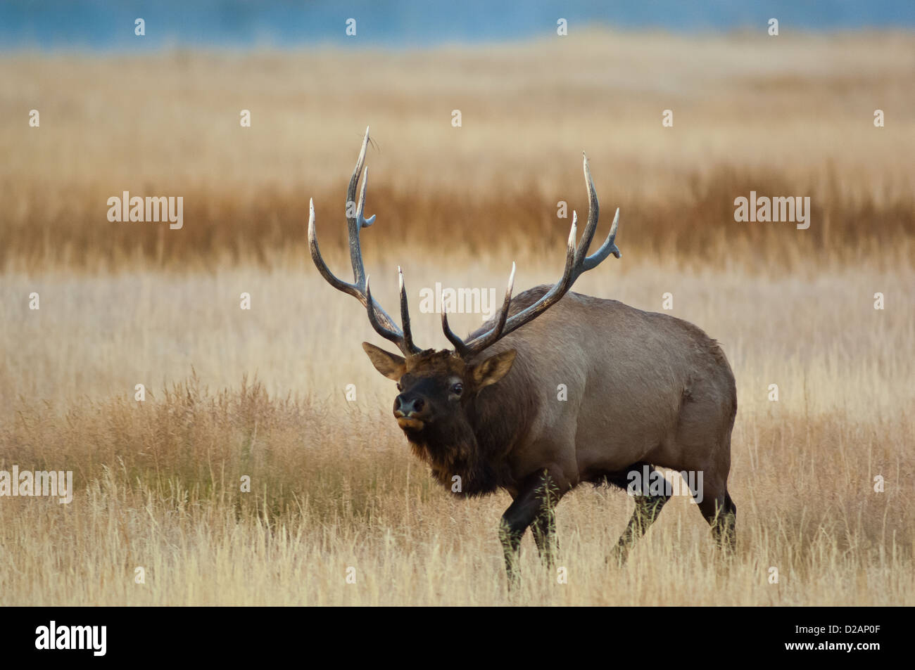 Bull elk (Cervus canadensis) posturing during the fall rutting season ...