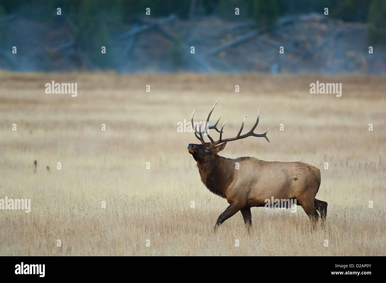 Bull elk (Cervus canadensis) posturing during the fall rutting season ...