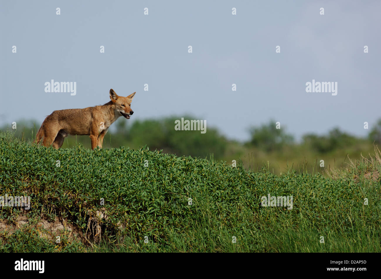 Texas coyote hi-res stock photography and images - Alamy