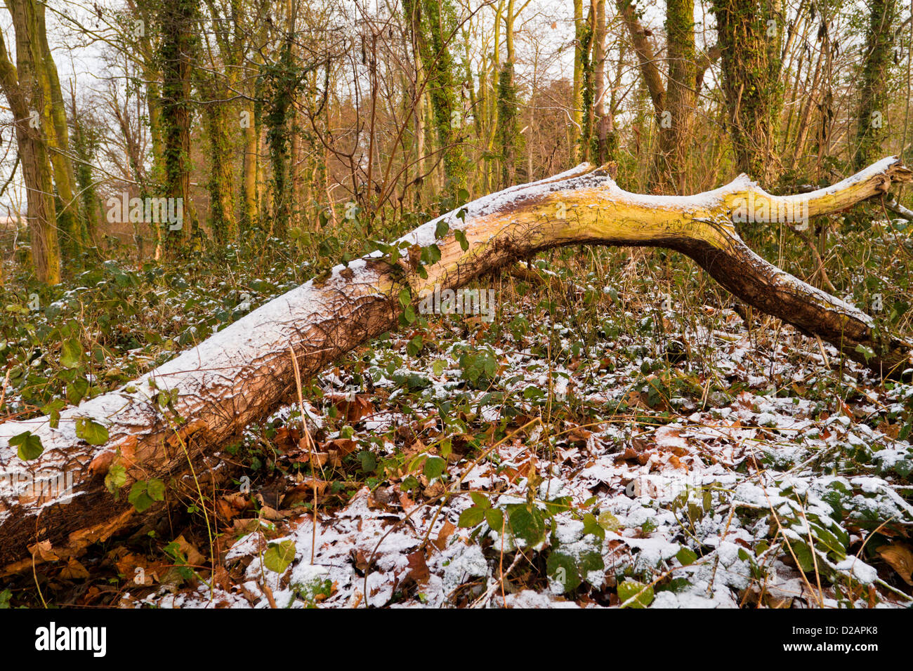 Wintry woodland. Dead tree in woods with light covering of snow during ...