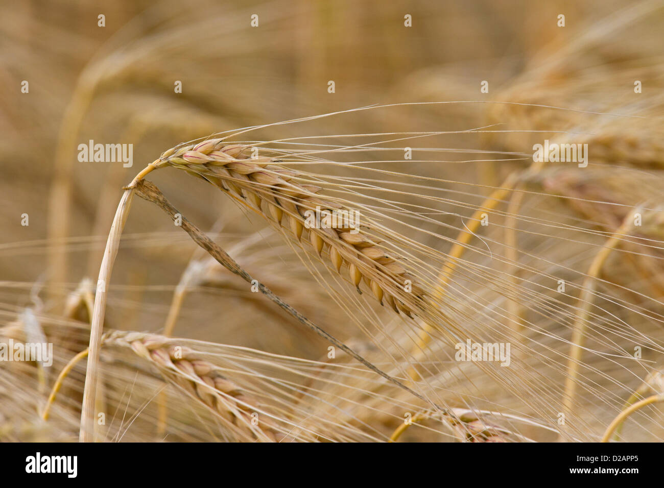Barley field ripe barley hordeum hi-res stock photography and images ...