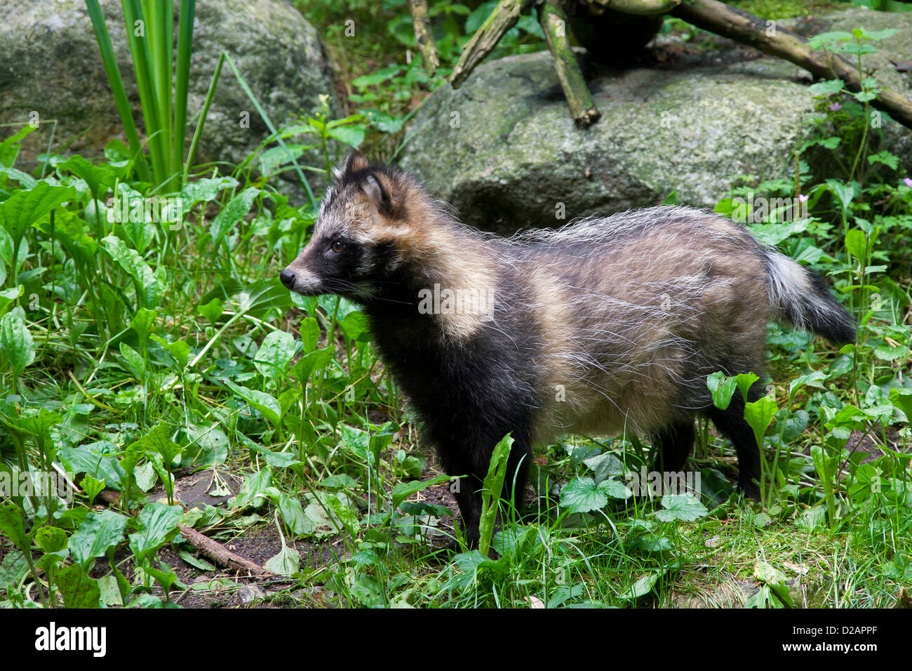 Raccoon dog (Nyctereutes procyonoides) invasive species in Germany ...