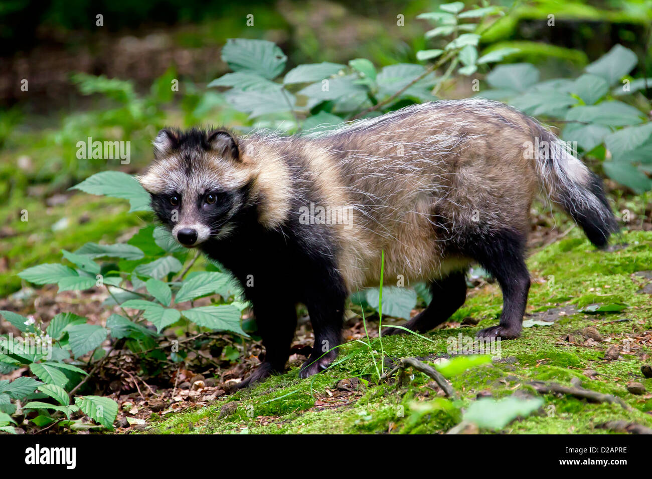 Raccoon dog (Nyctereutes procyonoides) invasive species in Germany ...