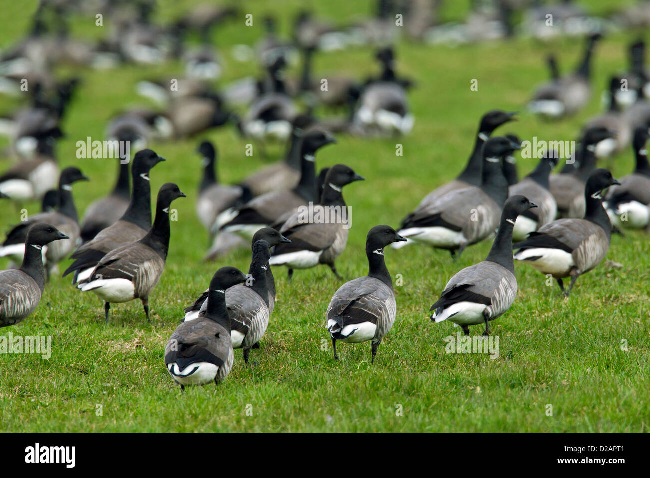 Brent geese goose geese flock uk bird hi-res stock photography and ...