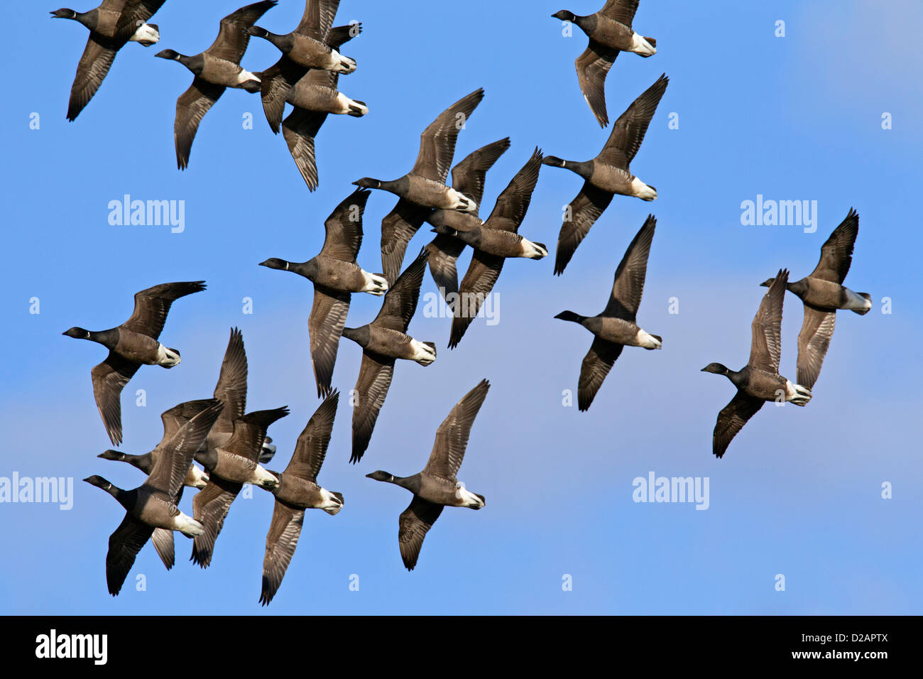 Brent geese (Branta bernicla) flock in flight Stock Photo - Alamy