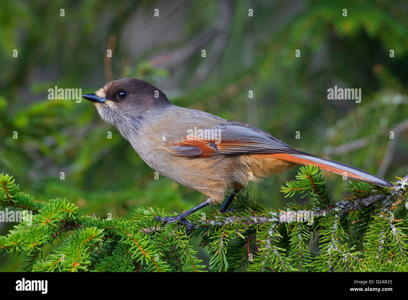 Siberian Jay (Perisoreus infaustus) perched in spruce tree in the ...