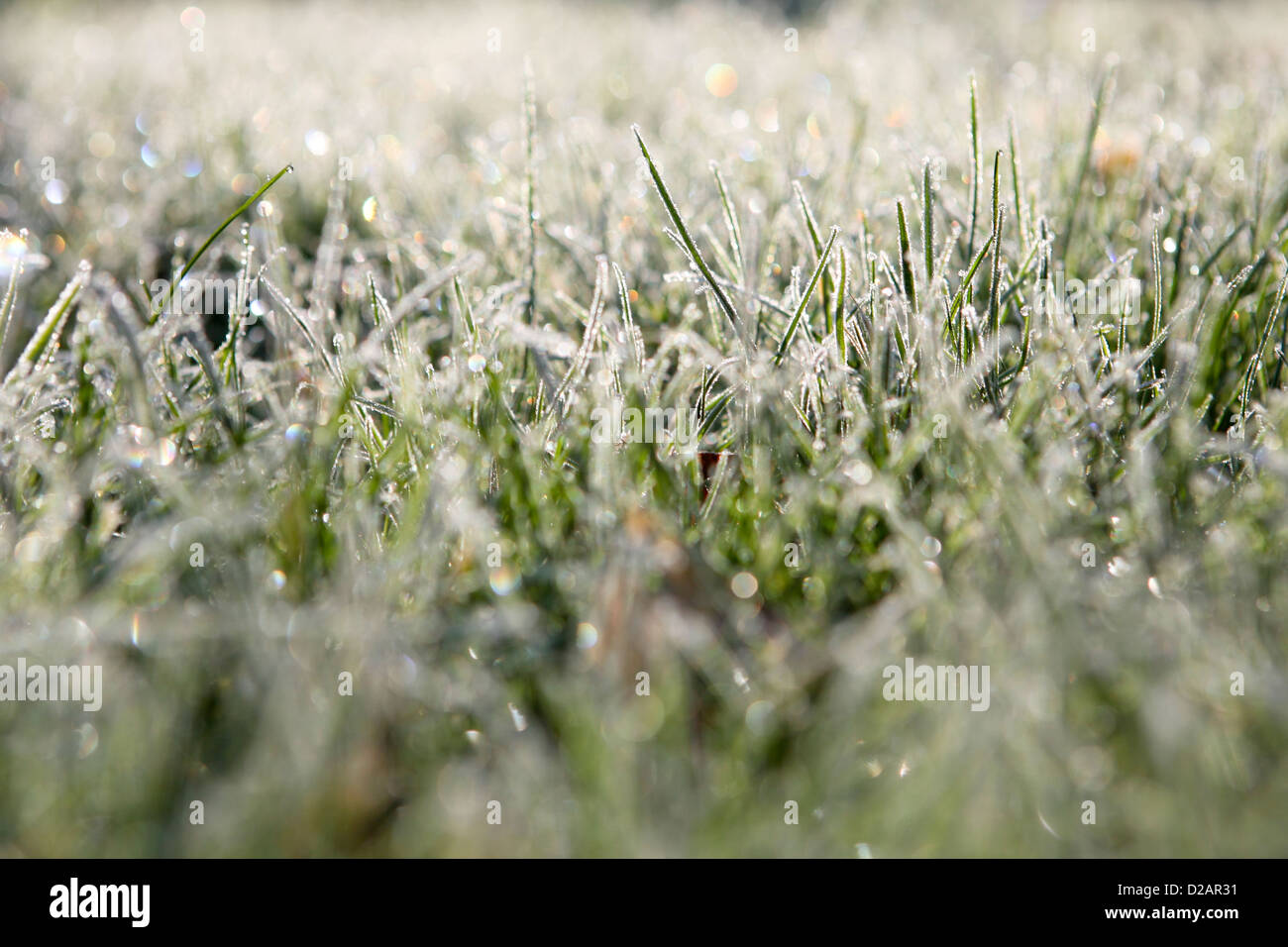 Lawn / grass covered in hoar frost, catching the morning sunlight ...