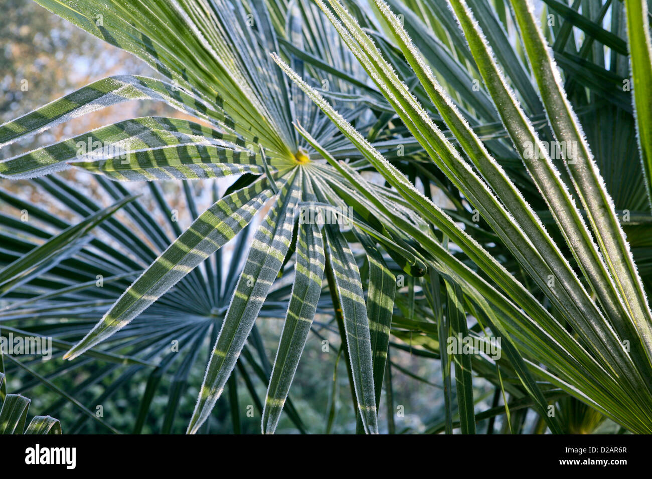 Chusan Palm (Trachycarpus fortunei) leaves with frost Stock Photo - Alamy