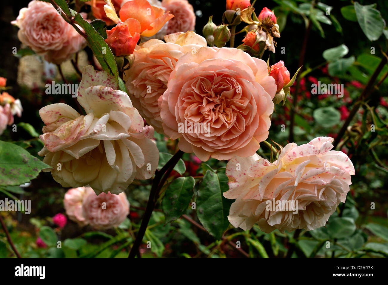 David austin roses anglaises hi-res stock photography and images - Alamy