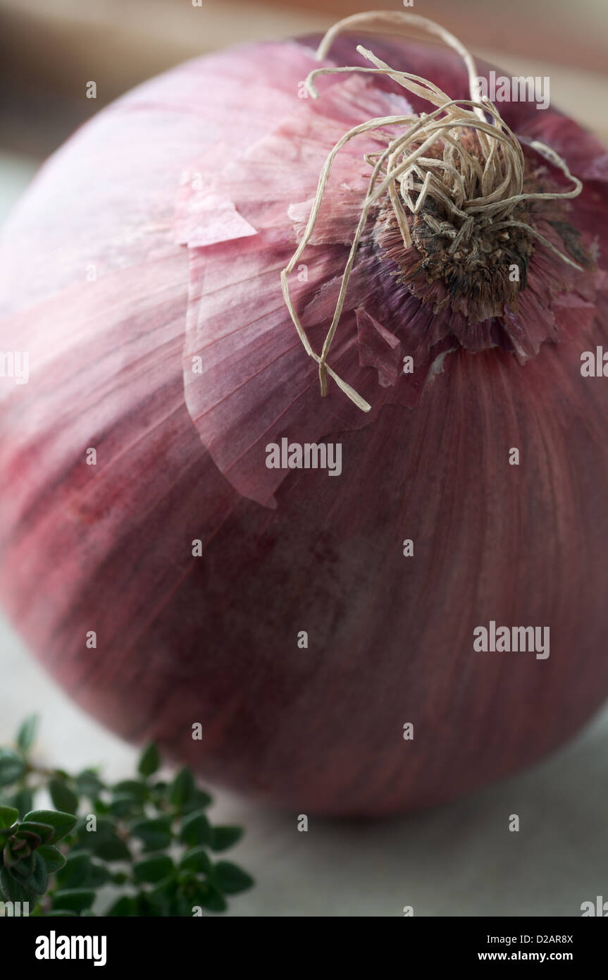 Whole red onion still life with fresh thyme on parchment Stock Photo ...