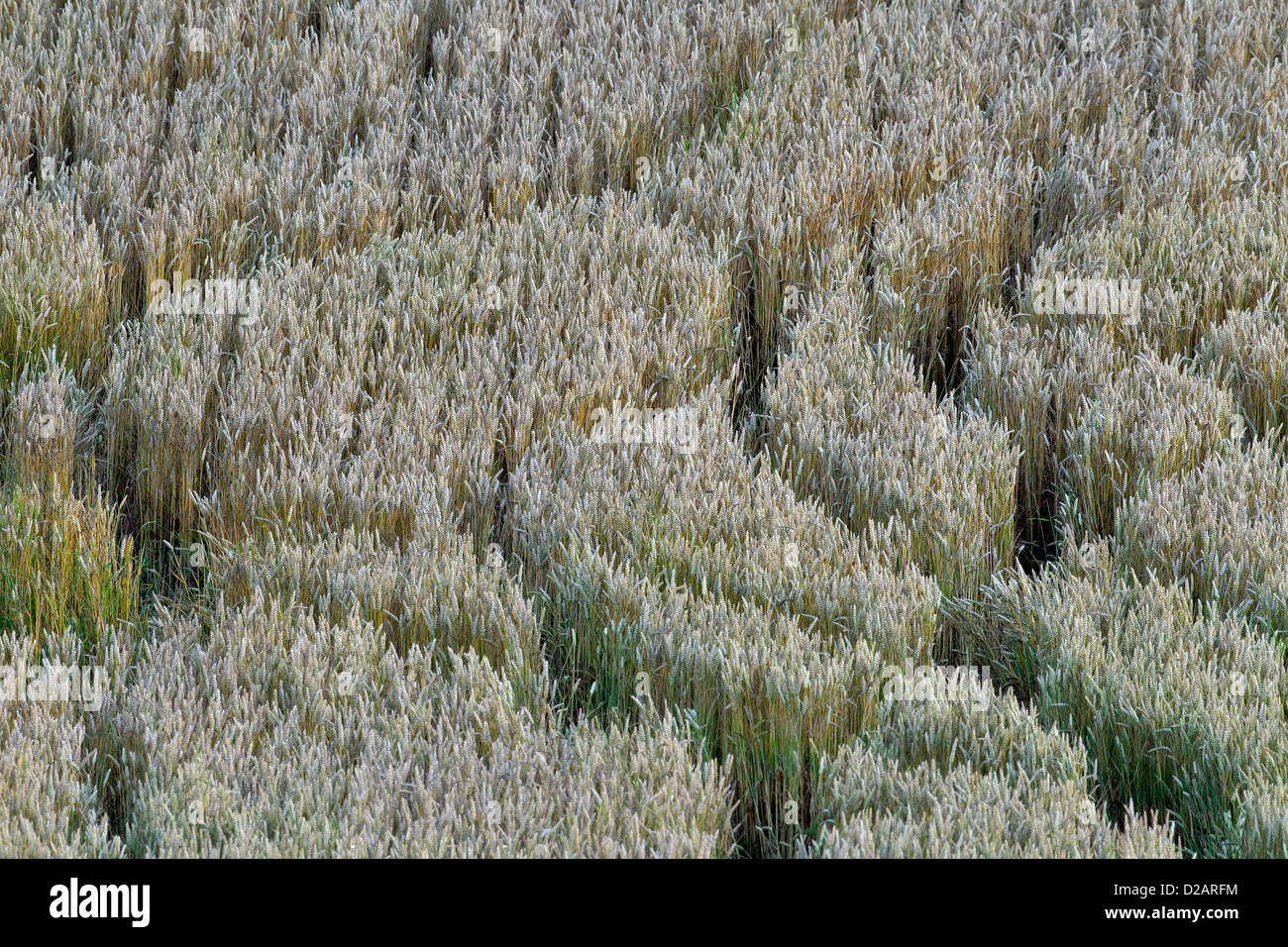 Deer spoor hi-res stock photography and images - Alamy