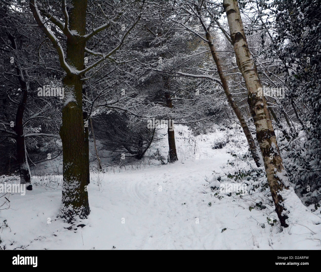 Woodland snap hi-res stock photography and images - Alamy