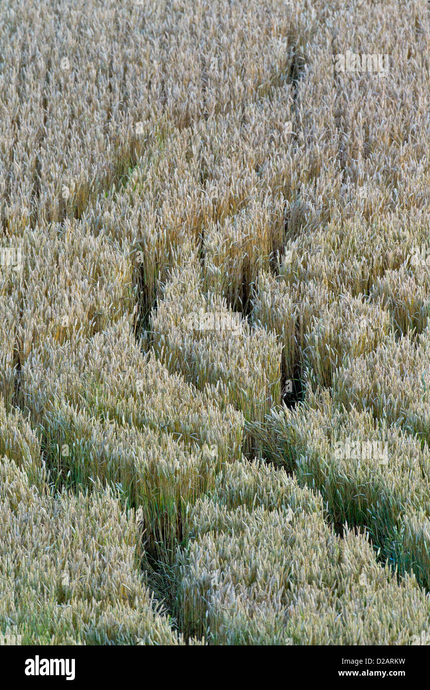 Tracks trails hi-res stock photography and images - Alamy
