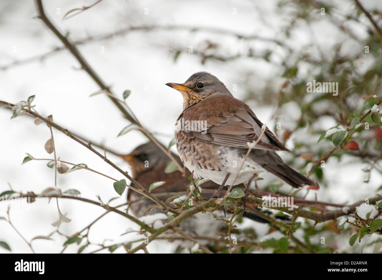 Fieldfare in tree in snow Stock Photo - Alamy