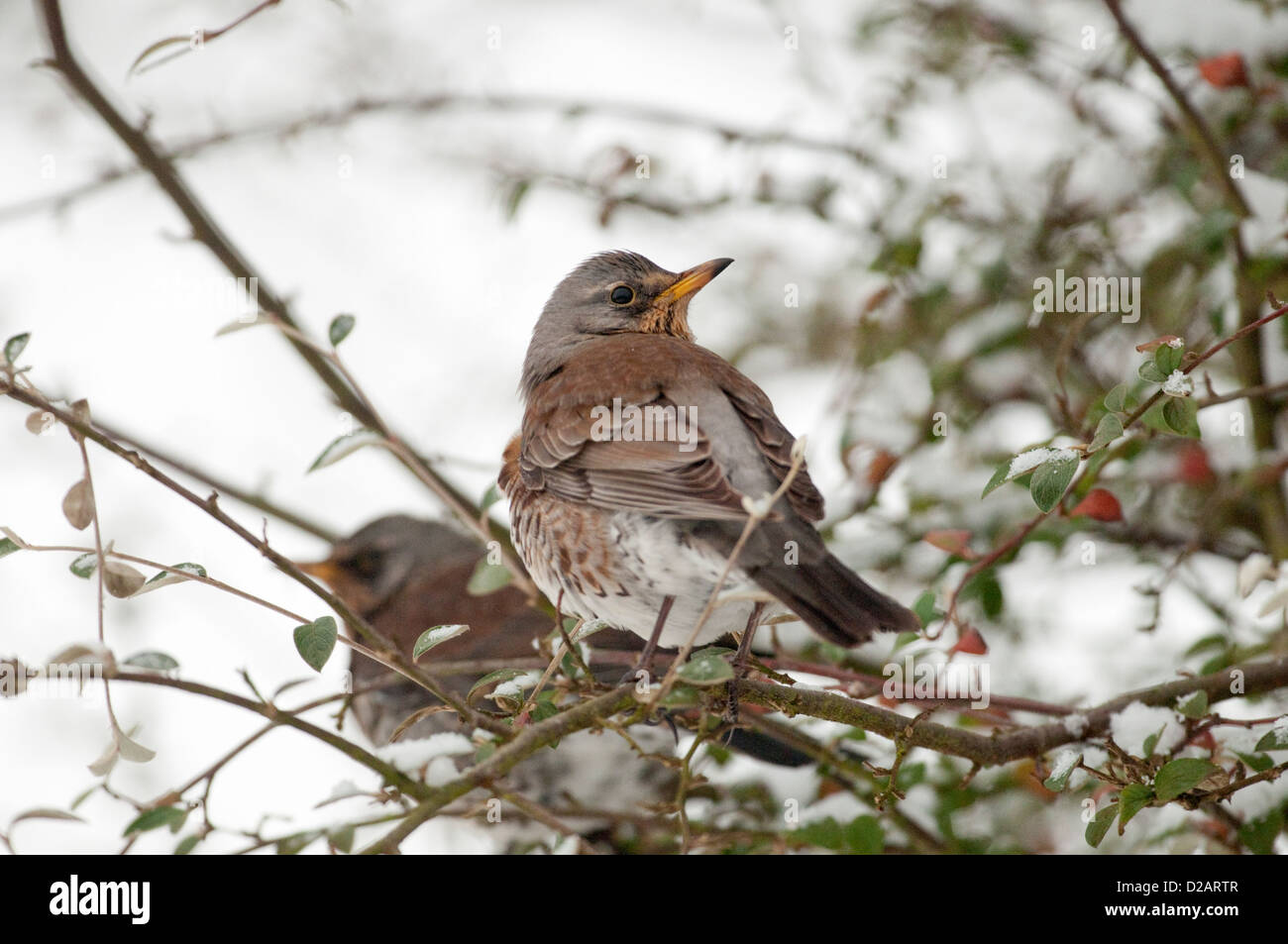 Fieldfare in tree hi-res stock photography and images - Alamy