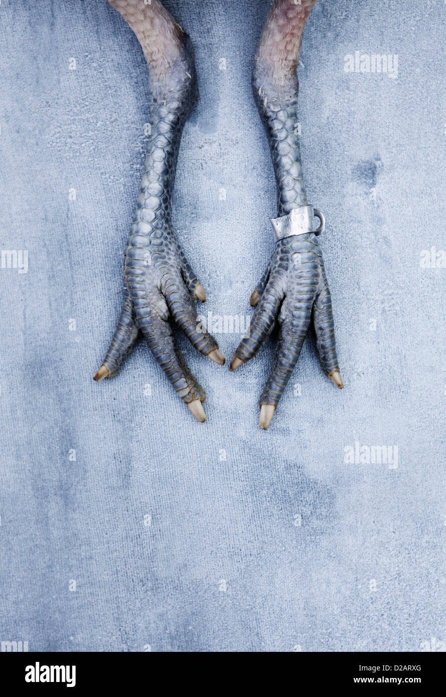 Close up of blue chicken legs Stock Photo - Alamy