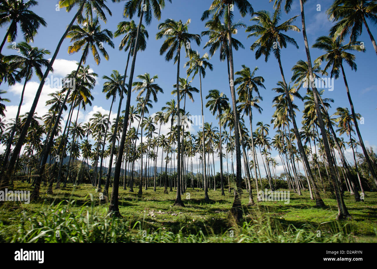 Low angle view of palm trees Stock Photo - Alamy