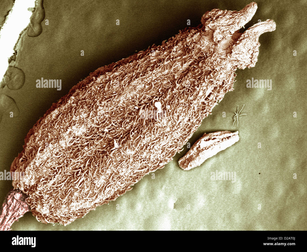 SEM image of cumin seed Stock Photo - Alamy