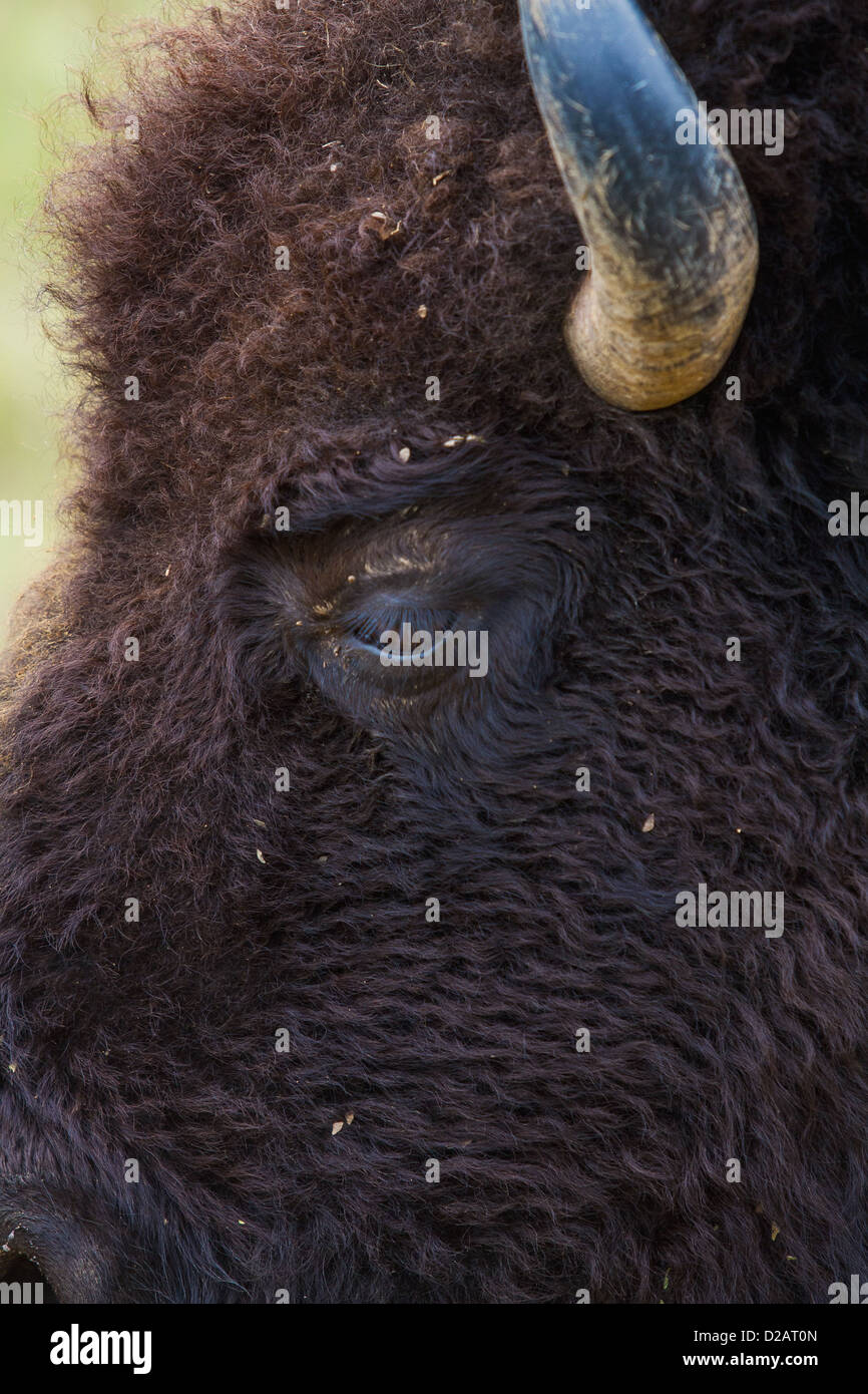 Buffalo head hi-res stock photography and images - Alamy