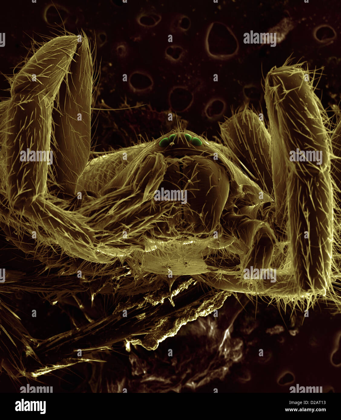Sem image spider hi-res stock photography and images - Alamy