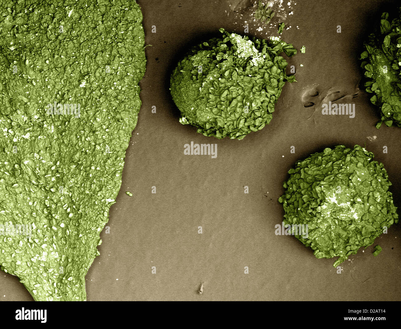 Sem image hi-res stock photography and images - Alamy