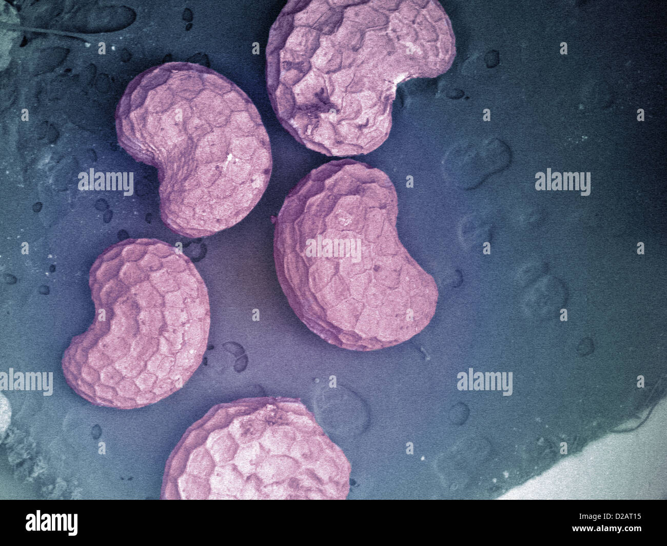 Scanning electron microscope image hi-res stock photography and images ...