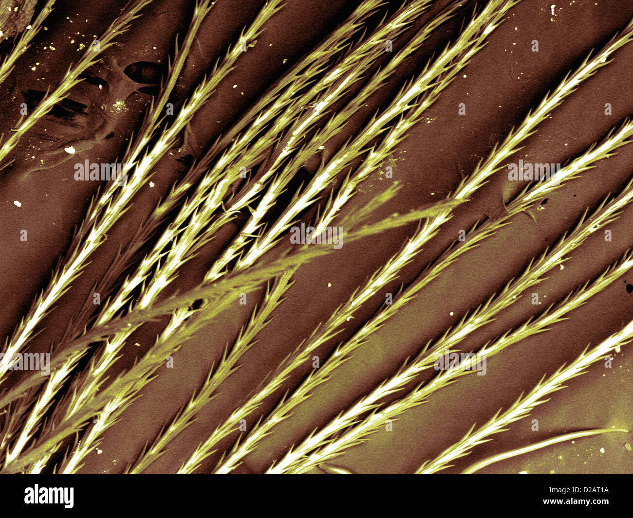 SEM image of Taraxacum seed Stock Photo - Alamy