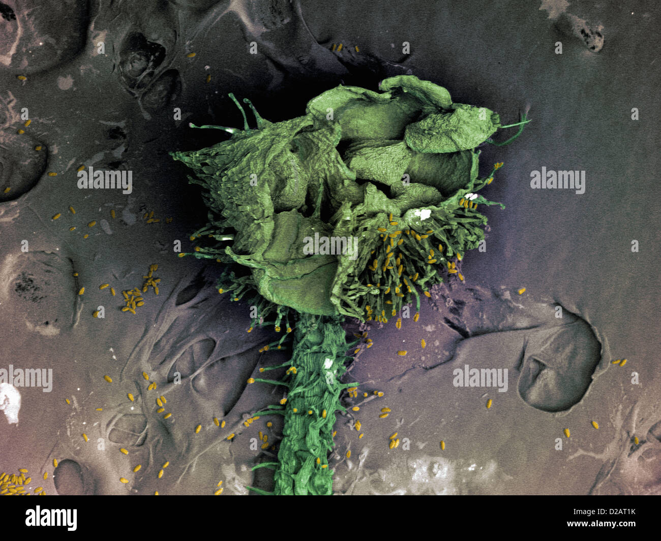 Stamen laboratory hi-res stock photography and images - Alamy