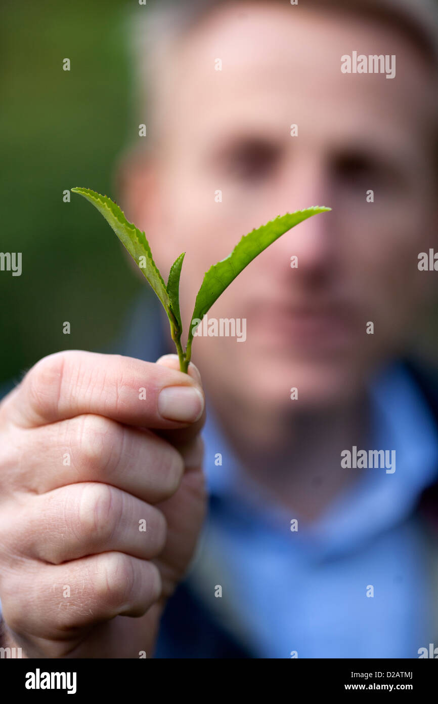 Jonathan Jones of Tregothnan Estate near Truro, Cornwall with leaves ...
