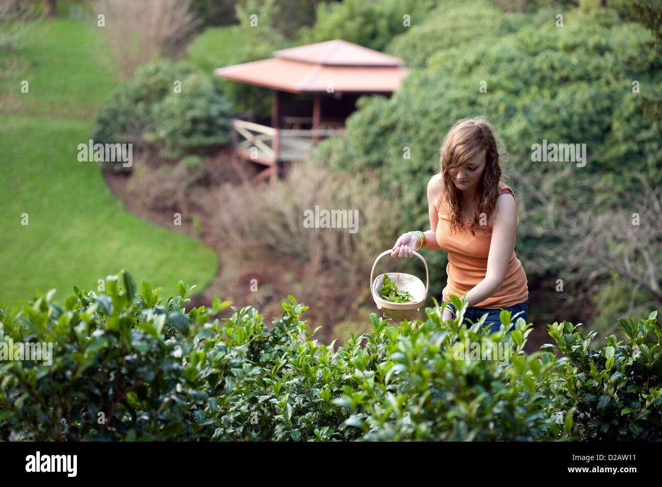 Female tea plantation worker hi-res stock photography and images - Alamy