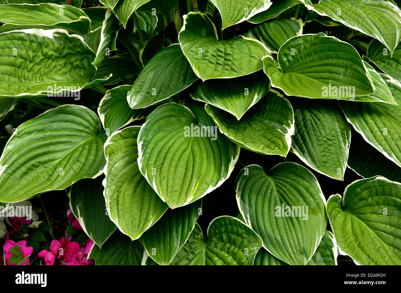 Hosta crispula in a garden, in june. Normandy, France Stock Photo - Alamy