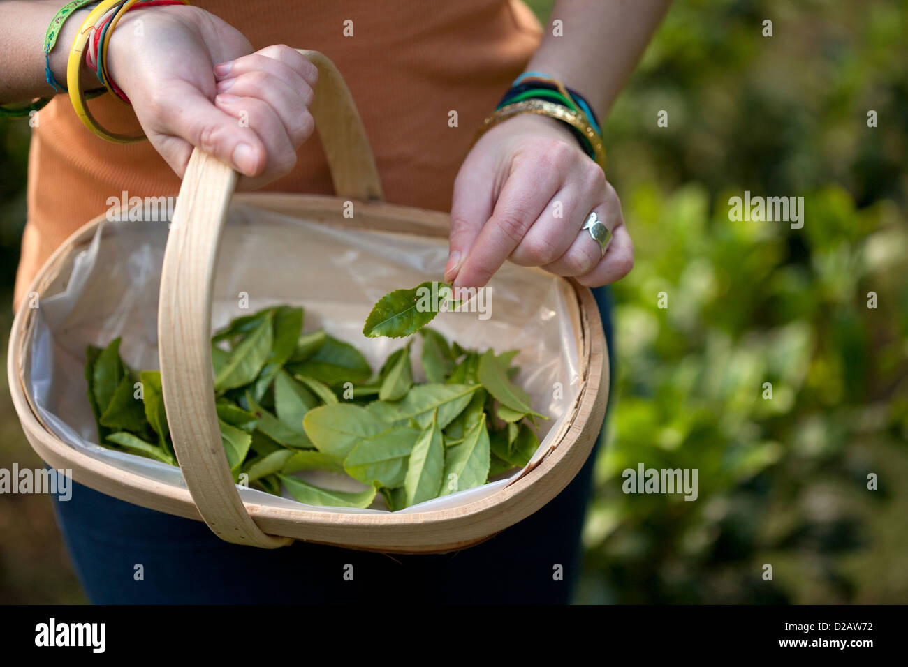 Tregothnan estate tea plantation female hi-res stock photography and ...