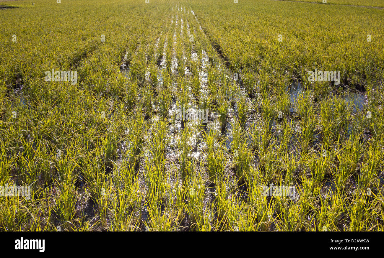 Japanese rice paddy Stock Photo - Alamy